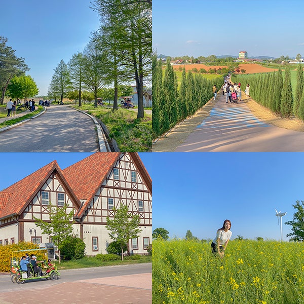 안성팜랜드 예매 할인 유채꽃 데이트 포토존 정보 : 네이버 블로그