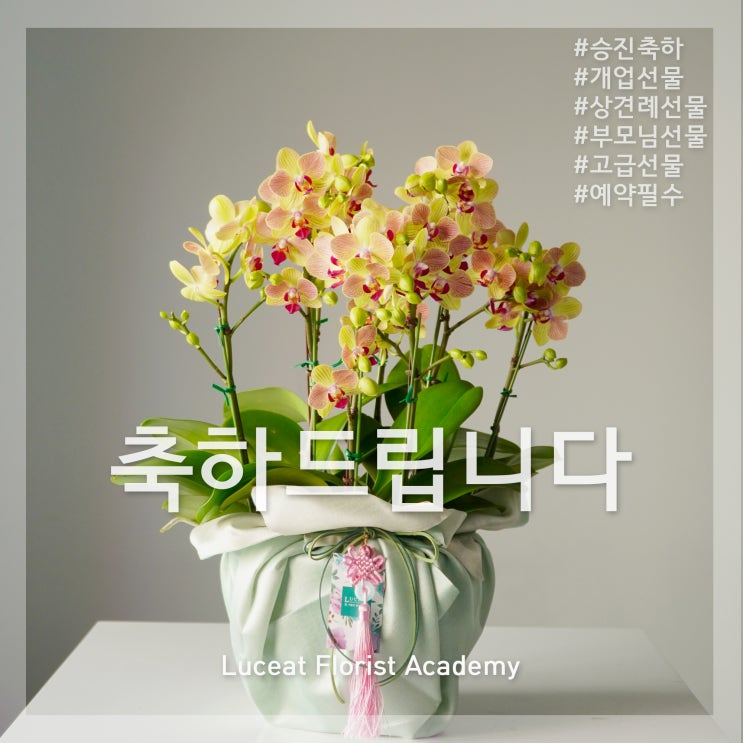 플랜트상품 난화분 승진축하꽃 부산영전꽃배달 부산승진화분배달 부산승진축하선물 부산승진축하호접난 부산시청승진화분 부산진구청난화분