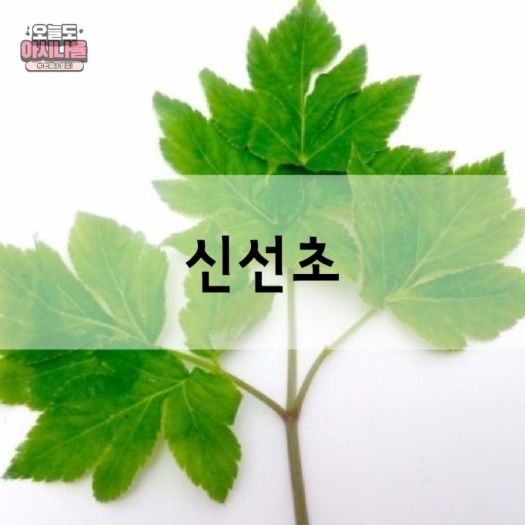 신선초 나물 효능 부작용 나물 무침 만들기 네이버 블로그