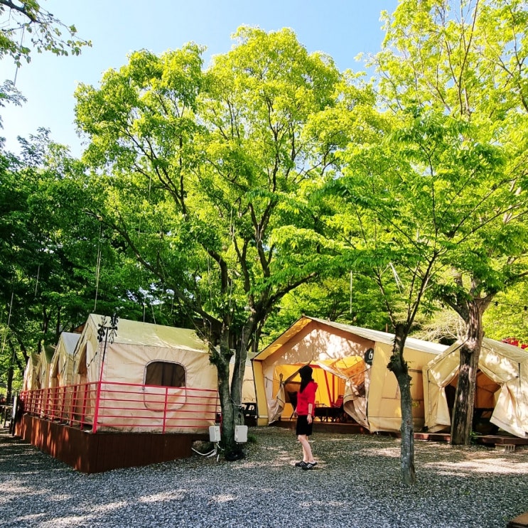 부산 글램핑 기장 초원 숲속 글램핑장b동사이트 찐후기 네이버 블로그