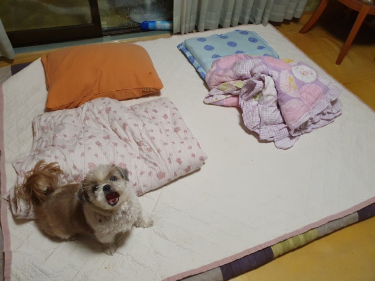 2022.4.21. 마이클, 나무 혈액검사 기록 (Chemistry, SDMA, 나무 ACTH) : 네이버 블로그