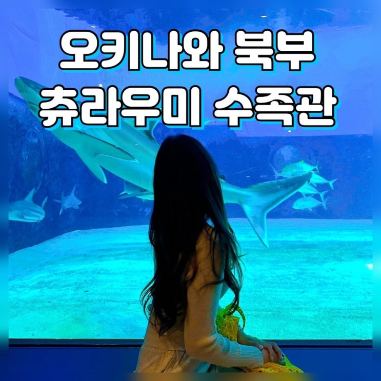 일본 오키나와 북부 필수 코스 ‘츄라우미 수족관 방문 가격 돌고래쇼오키짱쇼 관람 후기 네이버 블로그