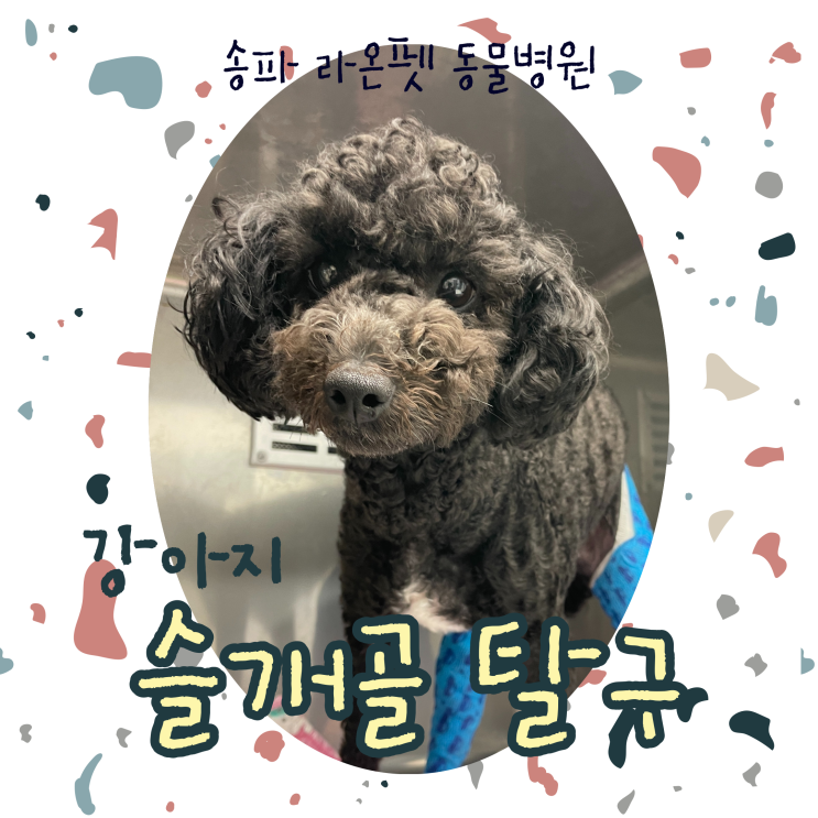 강아지 슬개골 탈구 수술 어떤 병원에서 하는게 좋을까요 수술과정 비용 네이버 블로그