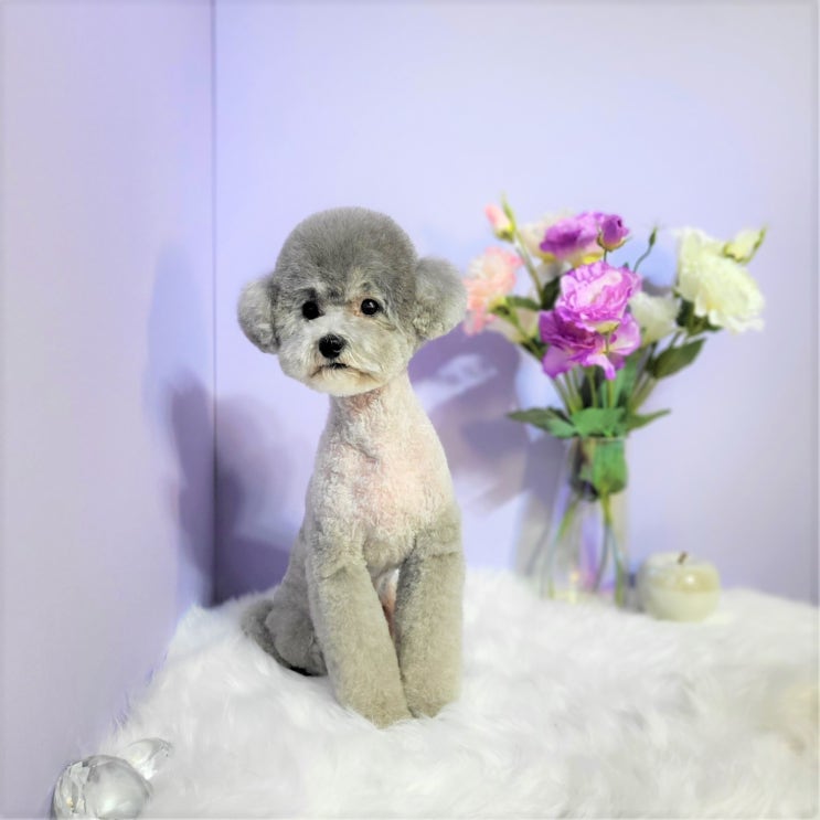 경산 펫브릿지 푸들 스포팅 + 테디베어 : 네이버 블로그