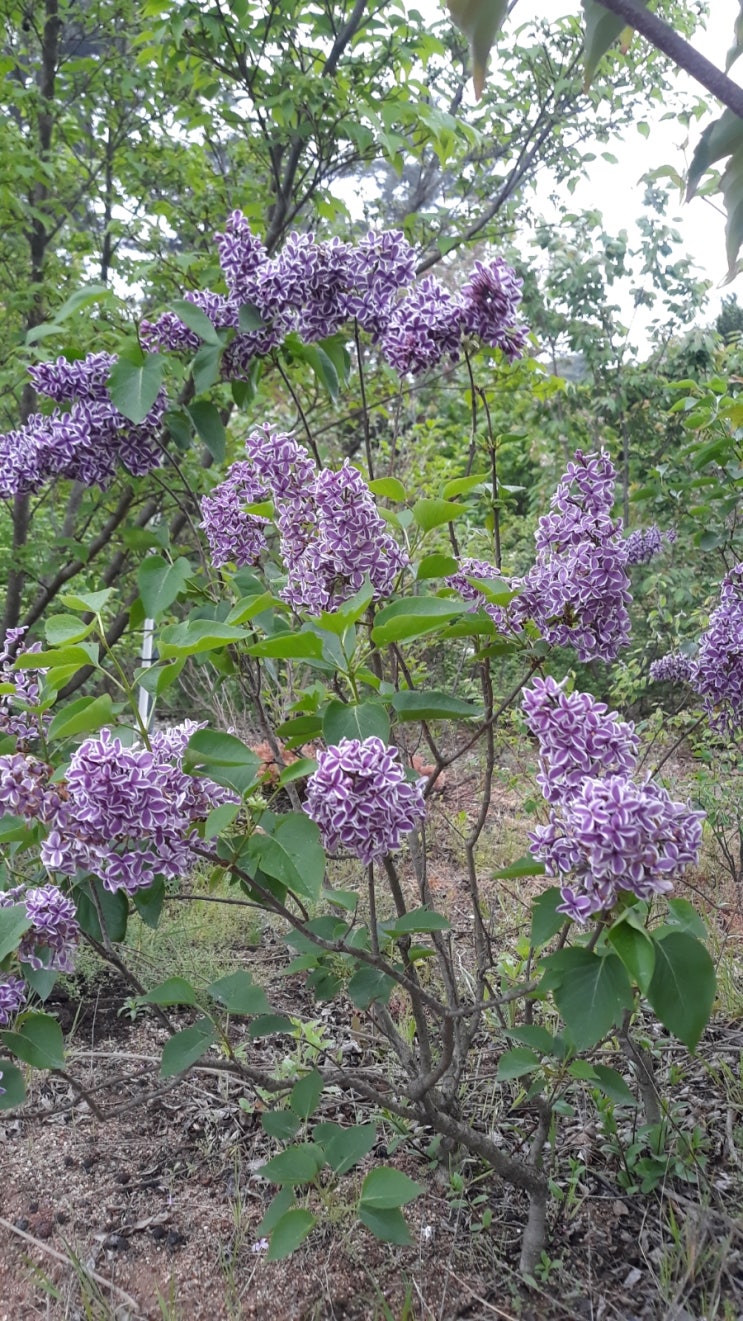 센세이션 라일락 어떻게 풍성한 꽃송이를 볼 수 있을까? : 네이버 블로그