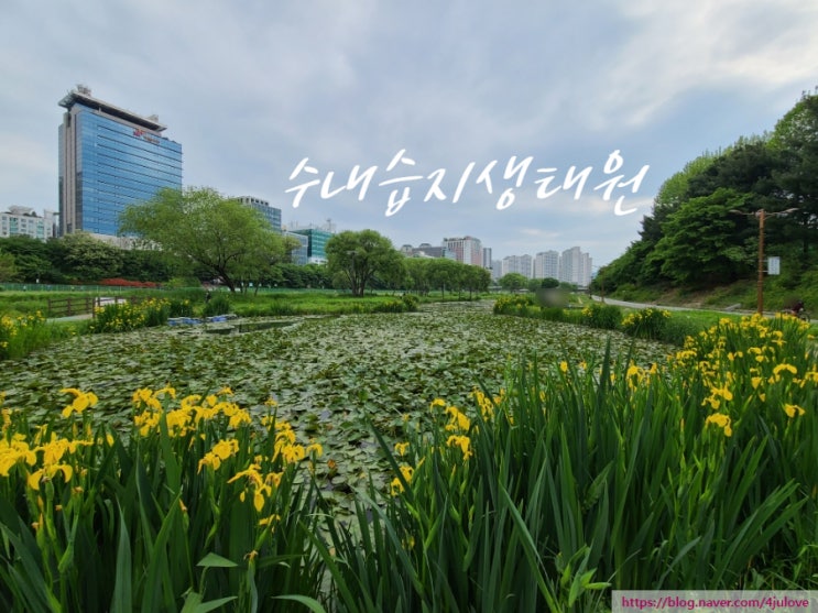 분당 탄천 산책길 수내 습지생태원 노랑꽃창포 소곤소곤 산책길 아까시나무 꽃향기 칠엽수나무 꽃 아카시나무꽃 노랑꽃창포