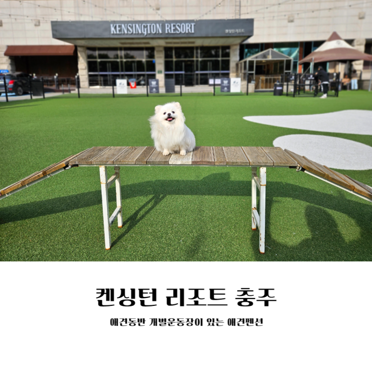 켄싱턴리조트 충주 애견동반 개별운동장 있는 펜션 네이버 블로그