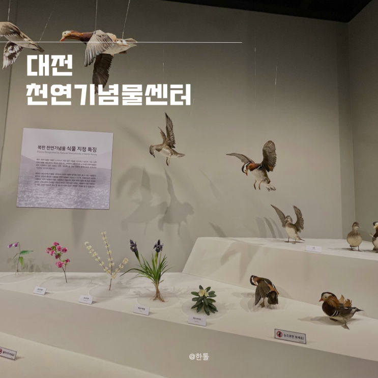 대전 아이와 여행 가볼만한곳 천연기념물센터 볼거리 많은 당일치기 나들이 네이버 블로그