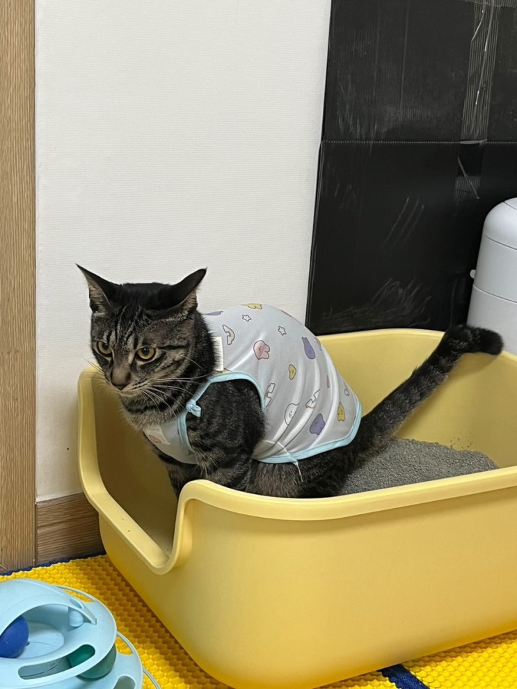 징징이 : 네이버 블로그