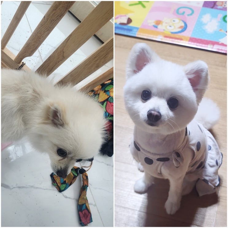 광안리애견미용 강아지를 깔끔하고 귀엽게 변신시켜준 댕스얼랏 네이버 블로그