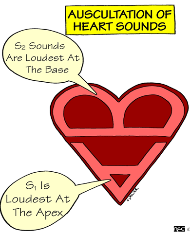 30. Heart sound auscultation, Apical pulse : 네이버 블로그