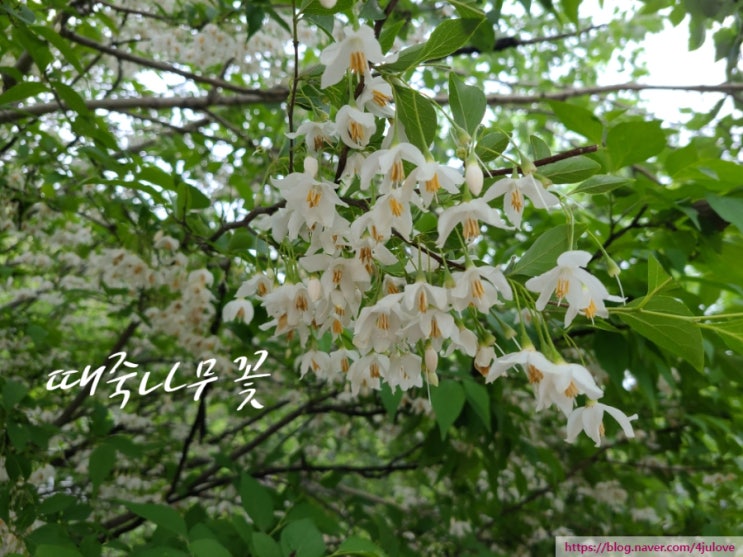 판교 운중천 화랑공원 산책길 자연탐방 많은 비가 내린 뒤 싱그러운 모습 아카시꽃 때죽나무꽃 찔레꽃 불두화 And 송화
