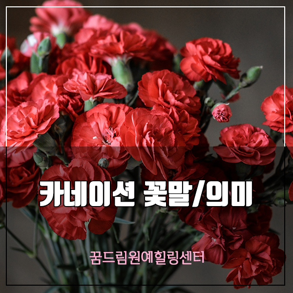 카네이션 꽃말의미 가정의달스승의달어버이날기업eap전문센터학부모 교직원연수청년스토리강의역량강화자존감프로그램