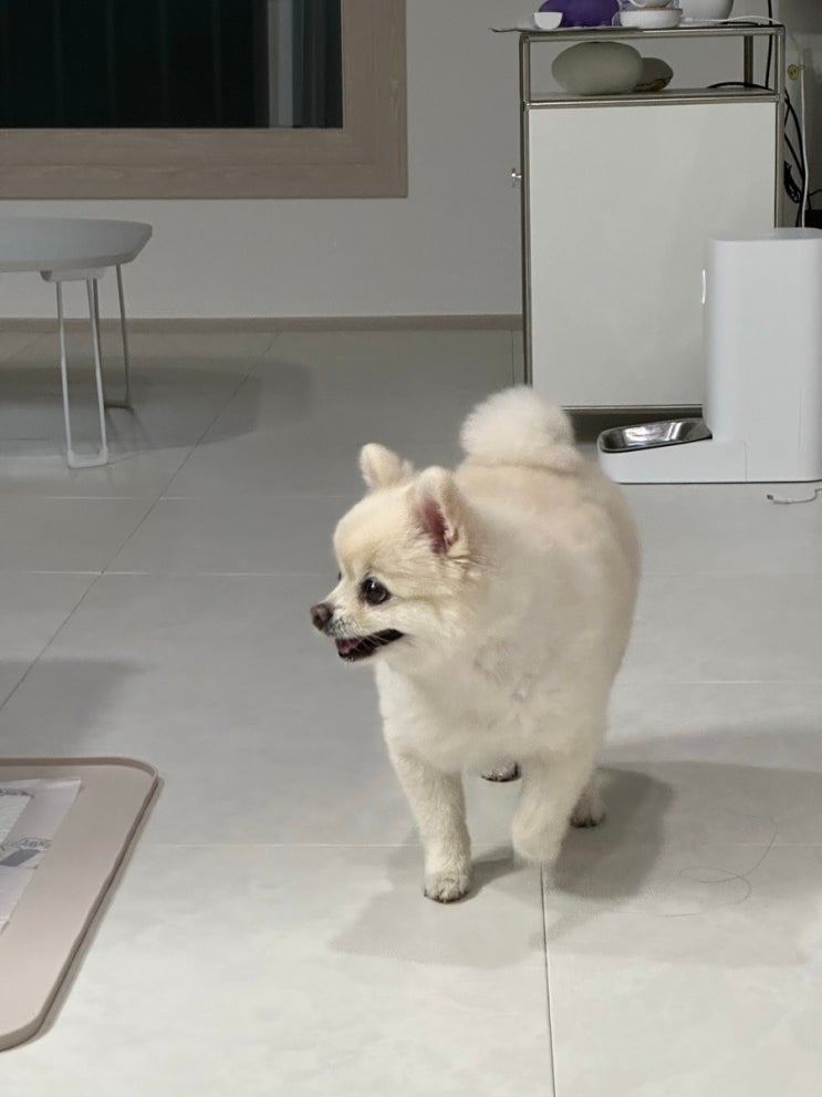 [내돈내산] 강아지 미끄럼 방지 시공 매트 6개월 사용후 기 돌봄 매트 네이버 블로그