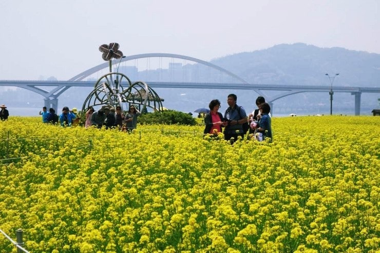 서울 근교 주말나들이 구리한강시민공원 유채꽃 꽃밭 구리 유채꽃 한강예술제 아이가 잘 노는 여행지 네이버 블로그
