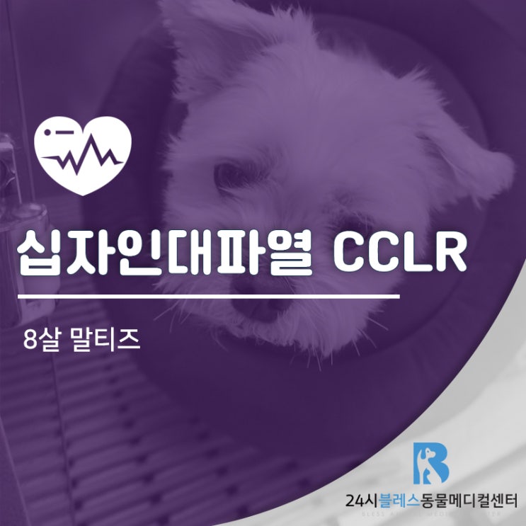 역북동 24시 블레스 동물병원 : 말티즈 십자인대단열 CCLR 수술 : 네이버 블로그