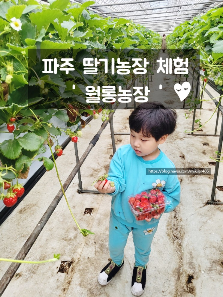 파주 아이랑 가볼만한곳 6세 아이와 월롱농장 가성비 좋은 딸기농장 체험 솜사탕 만들기 후기 네이버 블로그