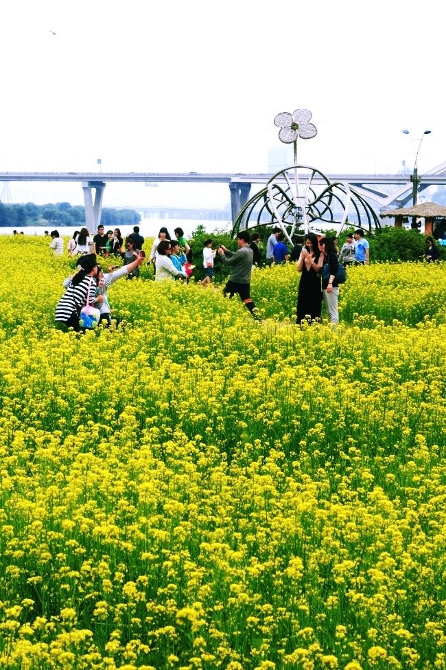 경기도 구리 가볼만한 곳 미리보는 구리한강시민공원 유채꽃 구리시 사진작가 협의회 사진전 네이버 블로그