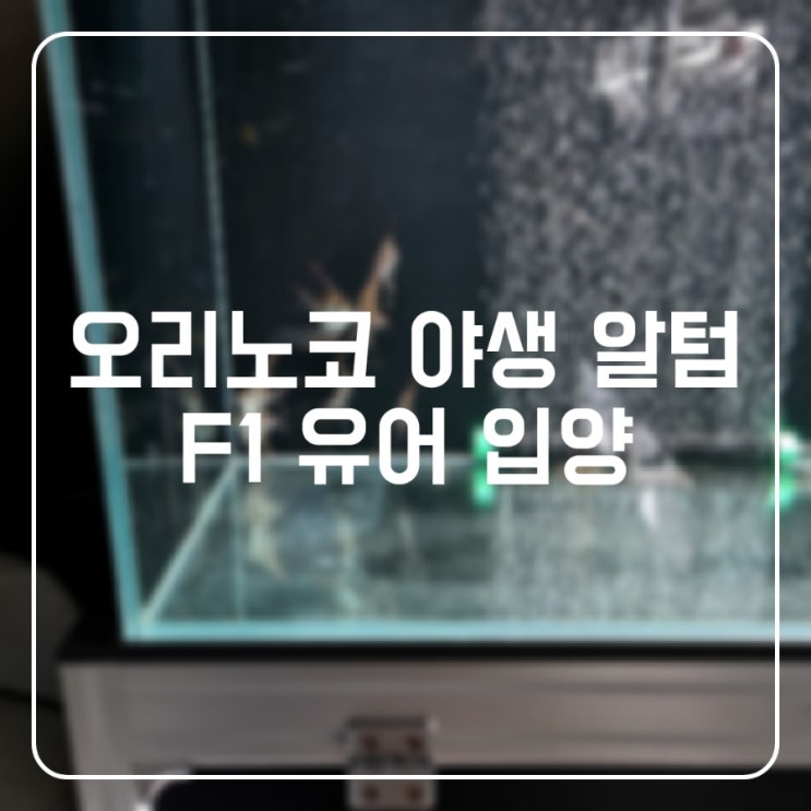 오리노코 야생 알텀 F1 유어 입양 : 네이버 블로그