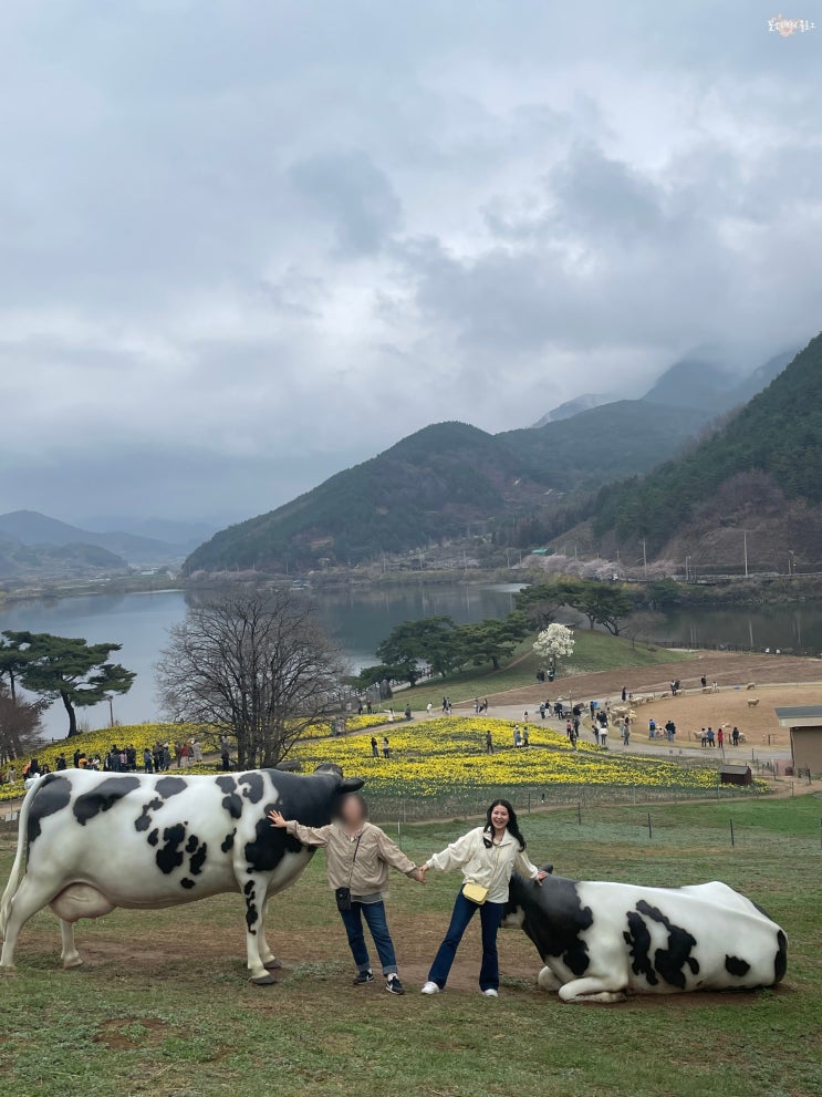 국내여행전라남도 인천 거산 투어 구례 지리산 치즈랜드 수선화 당일여행 다녀오기 모녀 여행 네이버 블로그