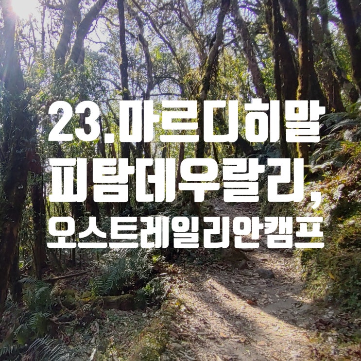 23. 마르디히말 4일차 : 포캠(Forest Camp,2550m)-피탐(Pitam Deurali,2100m)-오캠 ...