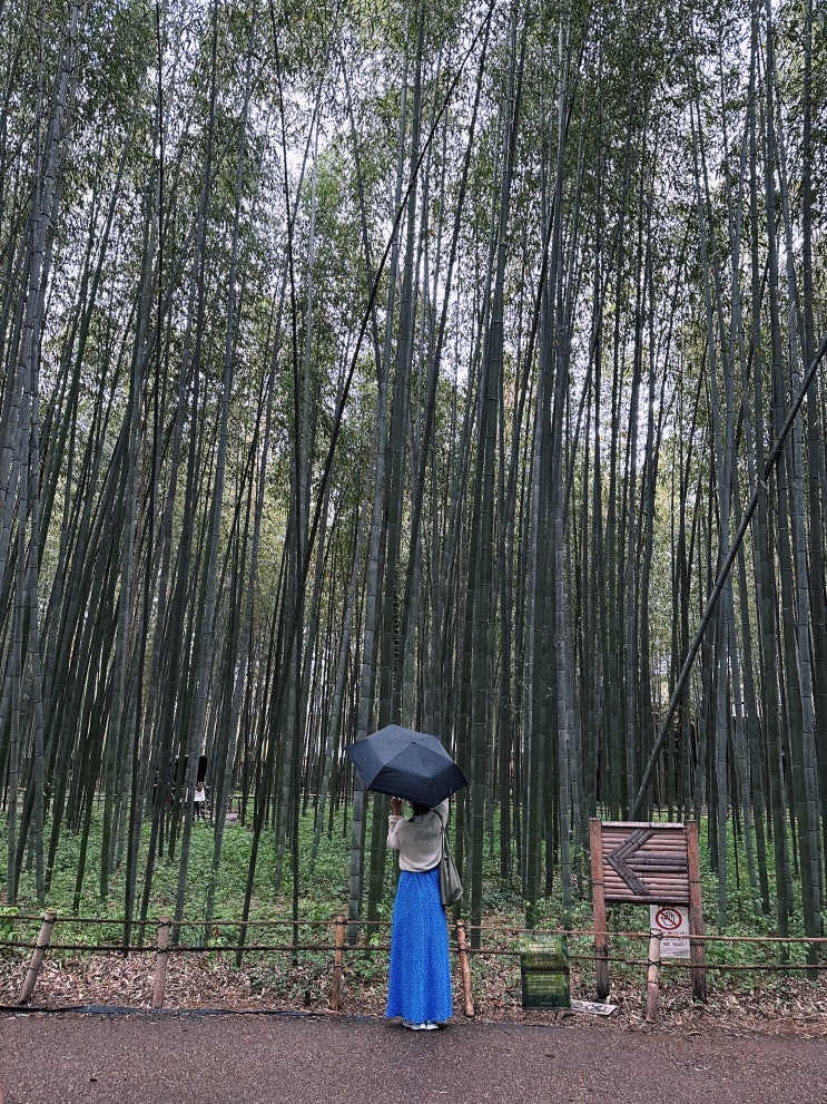 일본 교토 여행 비오는날 아라시야마 대나무숲죽림 치쿠린 가는법과 입장료 등 네이버 블로그