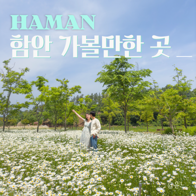 경남 함안 악양생태공원 뚝방길 꽃구경 샤스타 데이지 개화상황 네이버 블로그