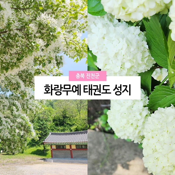 충청도 여행지 진천 가볼만한곳 불두화 이팝나무 명소 화랑무예태권도성지 네이버 블로그