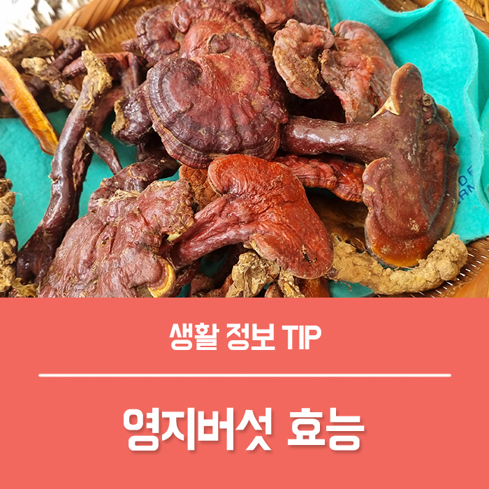영지버섯 효능 5가지 영지버섯물 영지버섯차 효능 보관법 부작용 네이버 블로그