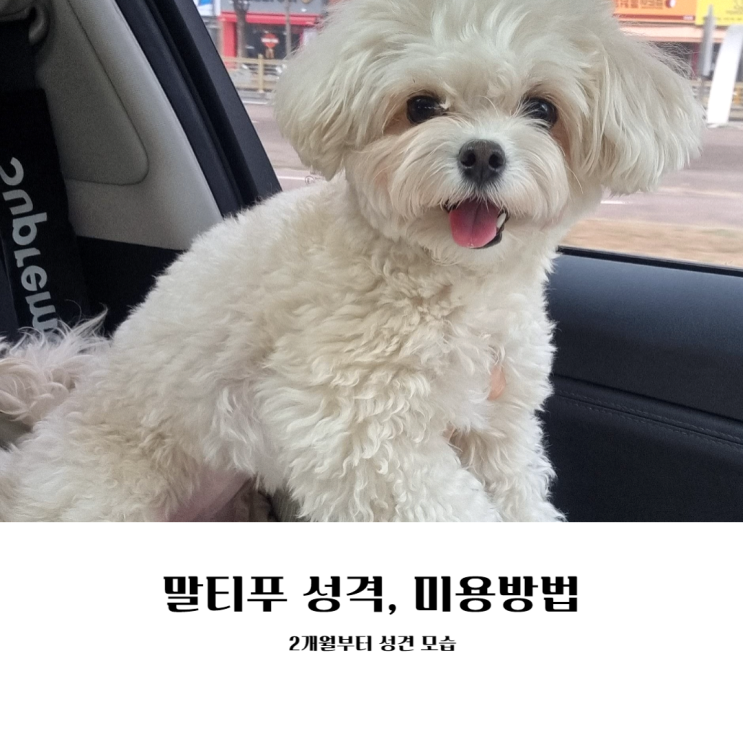 말티푸 2개월부터 성견 모습 성격 미용방법 포토 네이버 블로그