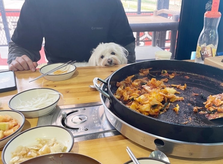 춘천 애견동반식당 아띠 닭갈비 / 자라섬도 다녀옴 : 네이버 블로그