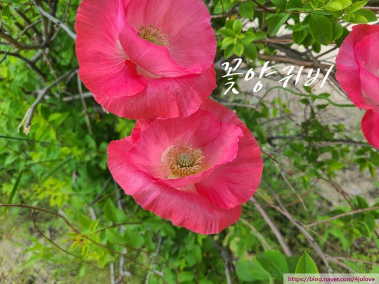 금토천 And 운중천 산책길 자연탐방 수레국화 갈퀴나물 아카시꽃 때죽나무꽃 꽃양귀비 지칭개꽃 끈끈이대나물 장미 작약