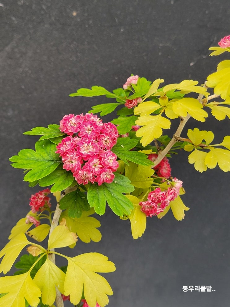 홍화산사나무무늬 : 네이버 블로그