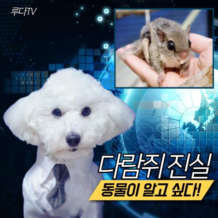 애완 다람쥐 키우기 하늘다람쥐 분양가 알아봐요 네이버 블로그