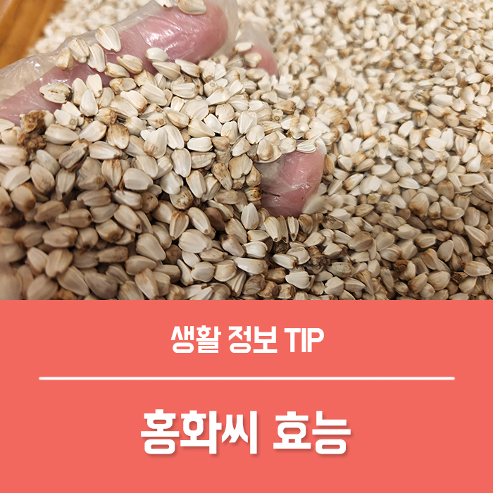 홍화씨 효능 Best 5 볶은 홍화씨 홍화씨환 홍화씨유 홍화씨 먹는법 부작용은 네이버 블로그