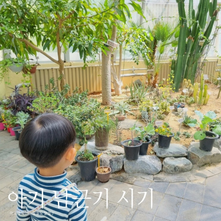 아기 남근기 언제부터 오이디푸스 콤플렉스 시기 네이버 블로그
