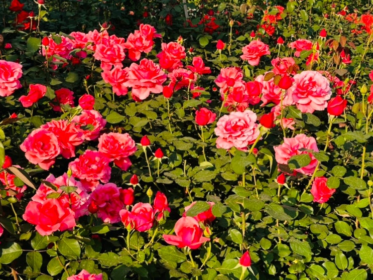 운동 기록 23. 5. 15 : 네이버 블로그