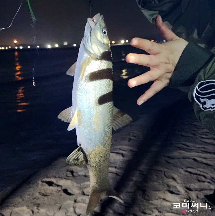 강원도 낚시 고성 원투낚시 공현진 1리 해변 무료 야영장 차박지 지금은 공사 중 네이버 블로그