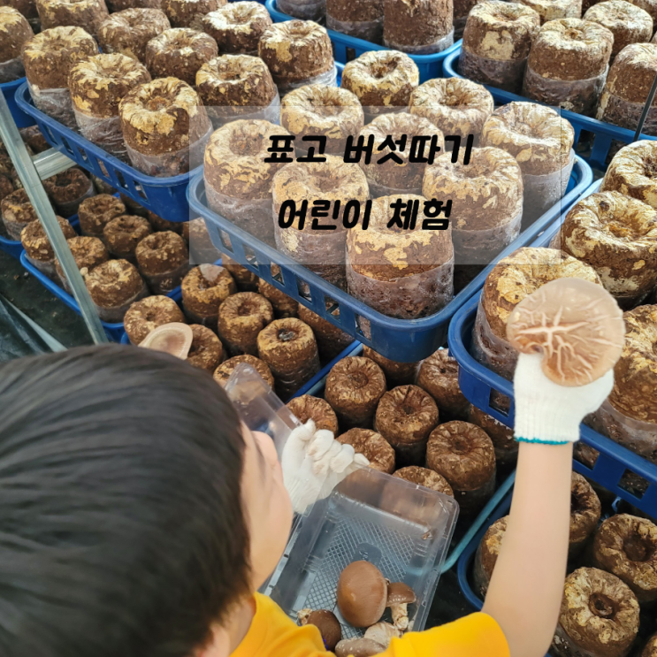 경기도 용인 아이와 가볼 만한 곳 은하 농장에서 어린이 표고버섯 따기 체험하고 버섯 가져오기 네이버 블로그