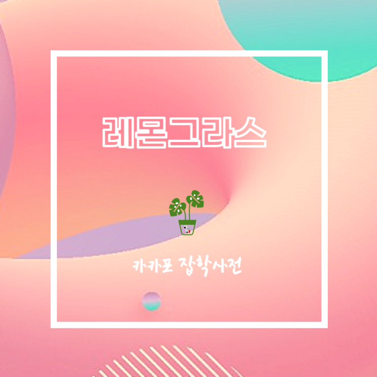만능재주꾼 레몬그라스 키우기 꿀팁 부터 아로마테라피 요리까지영상포함 네이버 블로그