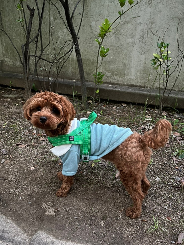 [앞고리하네스] 앞섬방지하네스 추천 '멍템' : 네이버 블로그