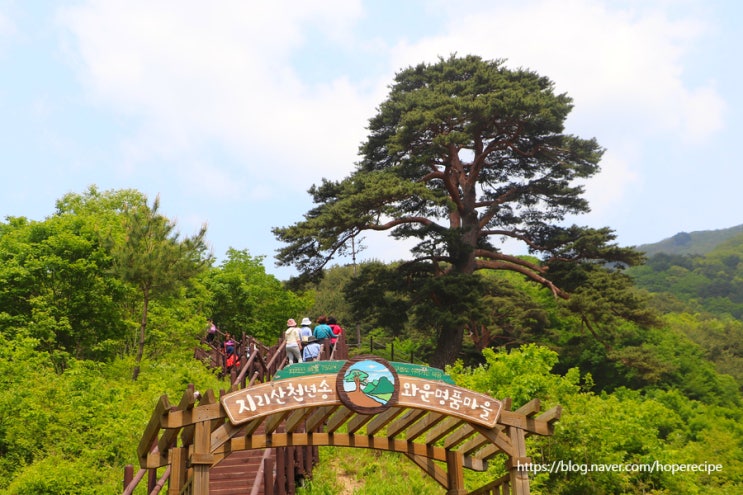 지리산 여행 트레킹코스 뱀사골 계곡 지리산국립공원 와운마을 천년송 - 승우여행사 : 네이버 블로그