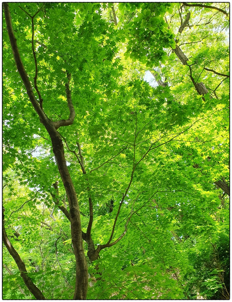 6월가정통신문둔촌고영어동북고영어신명중영어한산중영어둔촌중영어수능영어박부휘영어 네이버 블로그