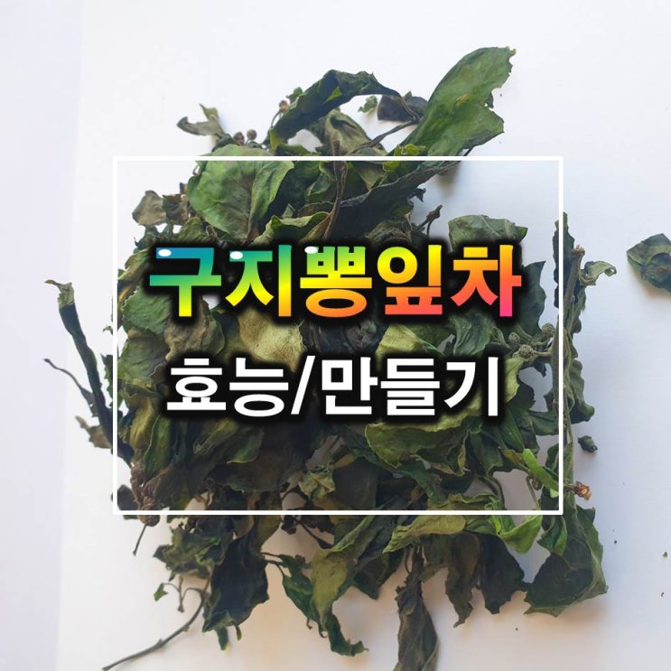 구지뽕 효능과 구지뽕잎차 만드는 방법 네이버 블로그