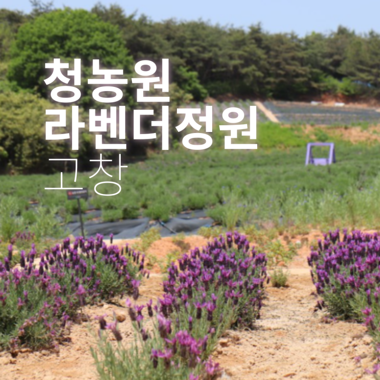 6월 여행지 고창 청농원 라벤더 축제 기본 정보와 개화 상태 네이버 블로그
