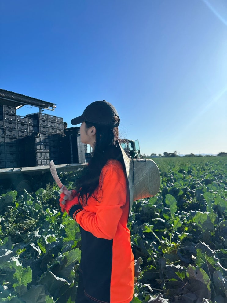 호주 워홀 +19~20 첫 게톤 마켓, 퀄리팩 첫 출근, 브로콜리 하베스트 픽킹 팩킹 : 네이버 블로그