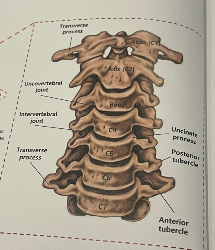 목 기능해부학 목뼈 기초 배우기 경추 C1,C2,C7 : 네이버 블로그