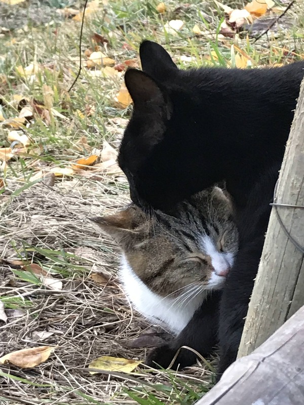 [5ch VIP] 찍어서 모아둔 길고양이 사진을 올릴게 : 네이버 블로그