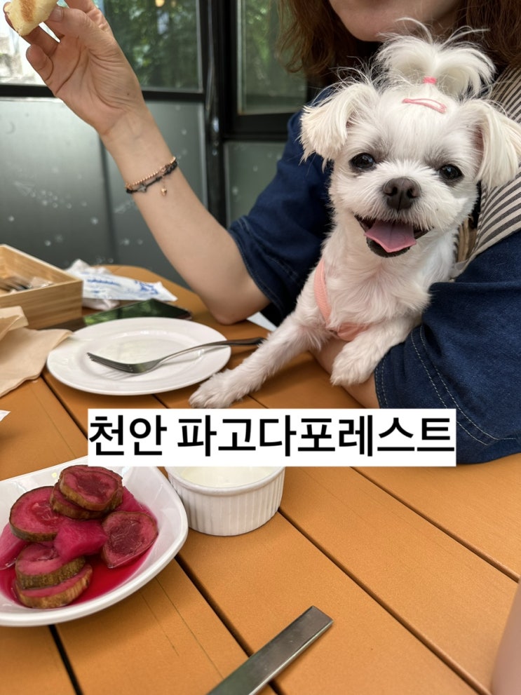 천안 목천 반려견 동반 가능한 파스타and화덕피자맛집 파고다포레스트 네이버 블로그