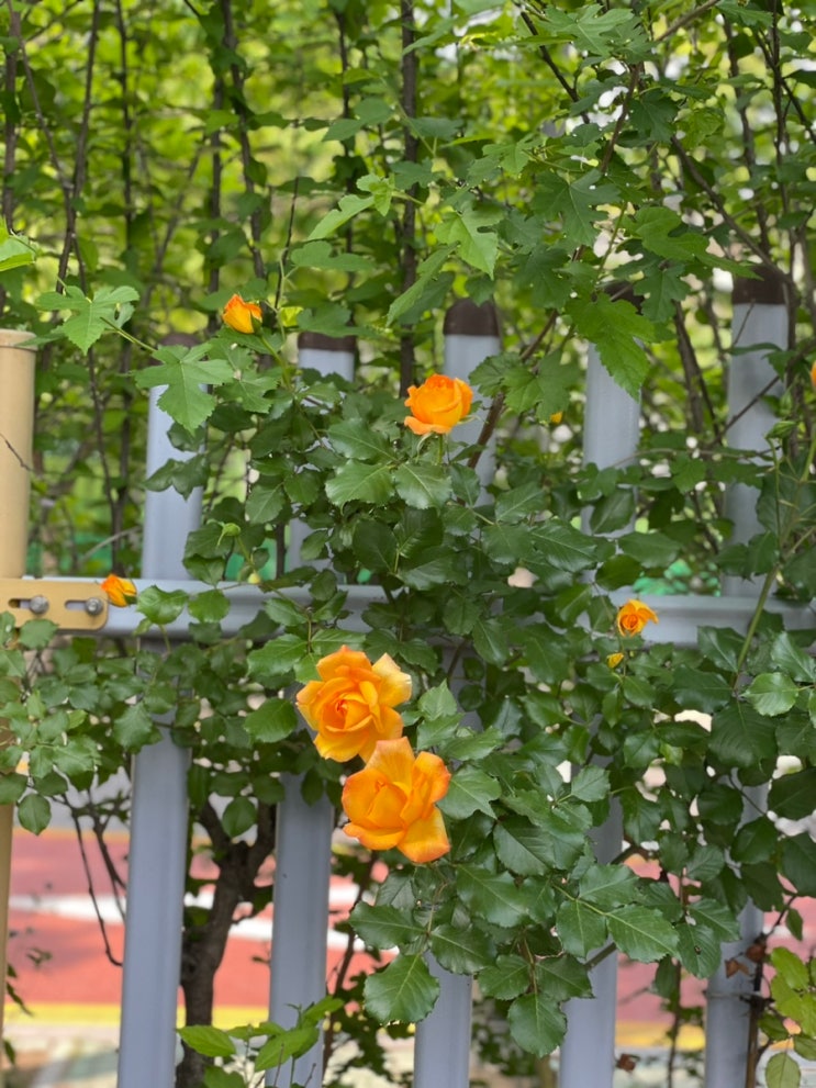 학교 담벼락 장미꽃 (feat. 강낭콩) : 네이버 블로그